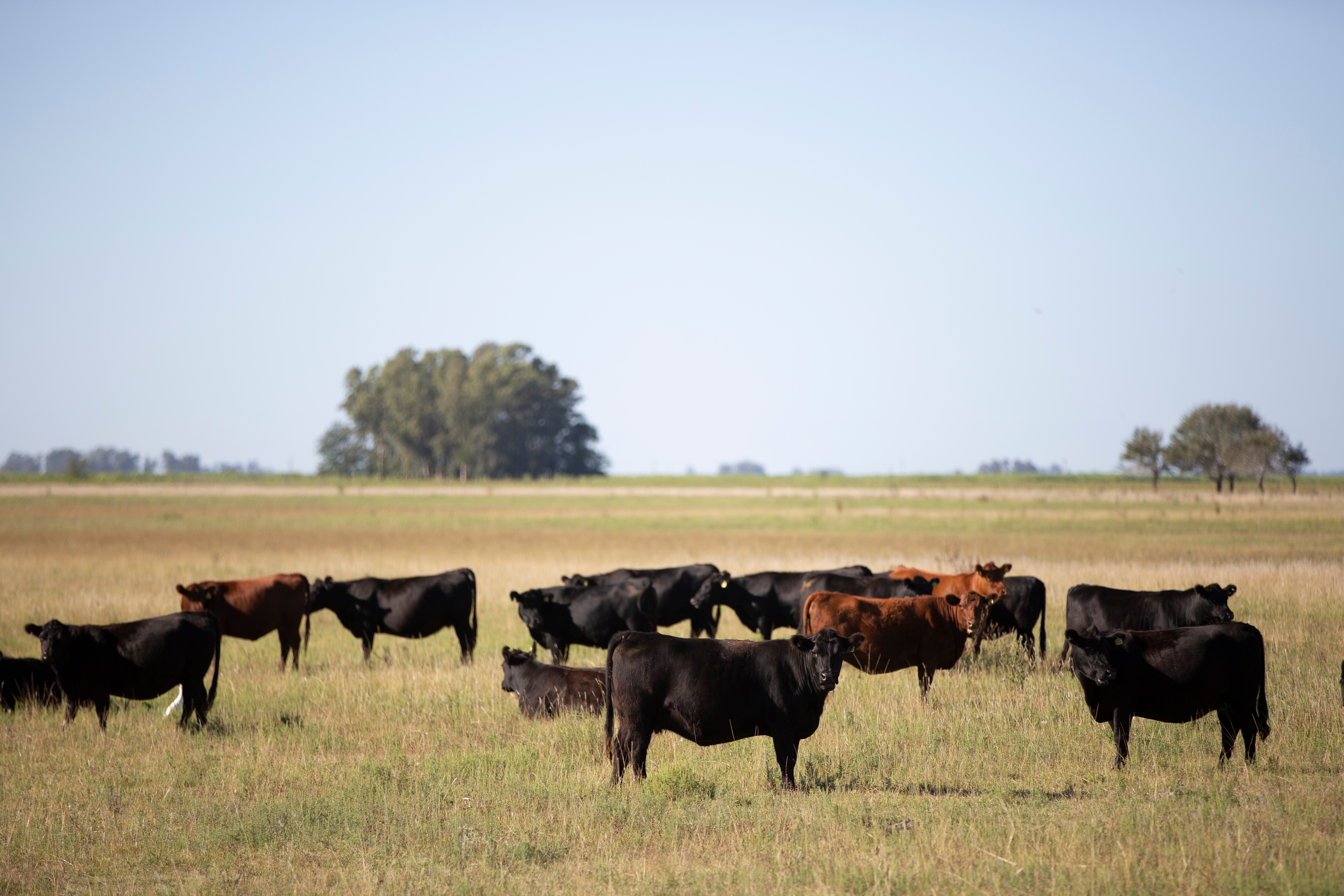 Farm, Ranch, Land