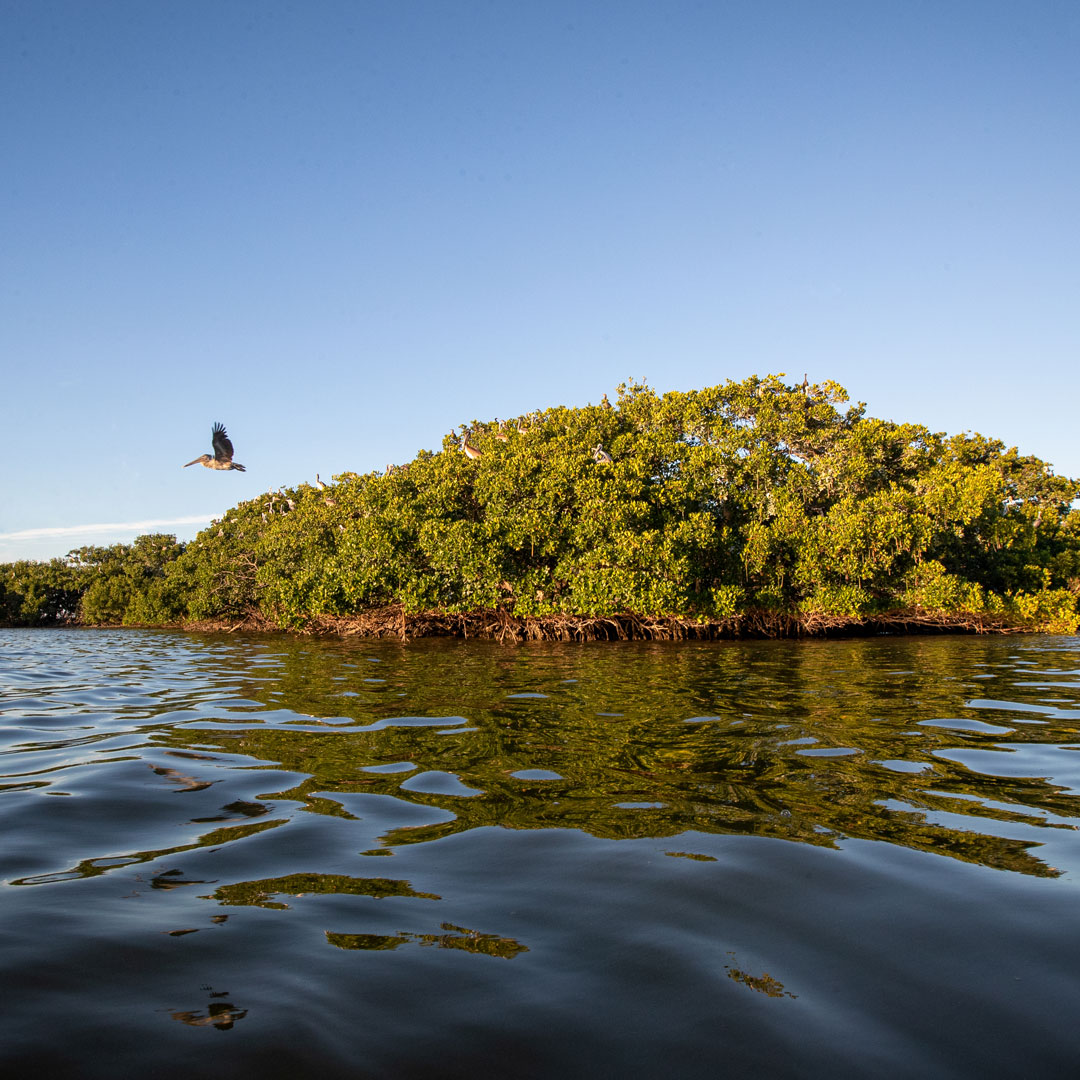 Everything You Need to Know –The Ritz Carlton Residences at Estero Bay ...