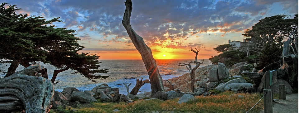 The Ghost Tree Pebble Beach | Hidden Coastal Landmark & Luxury Living