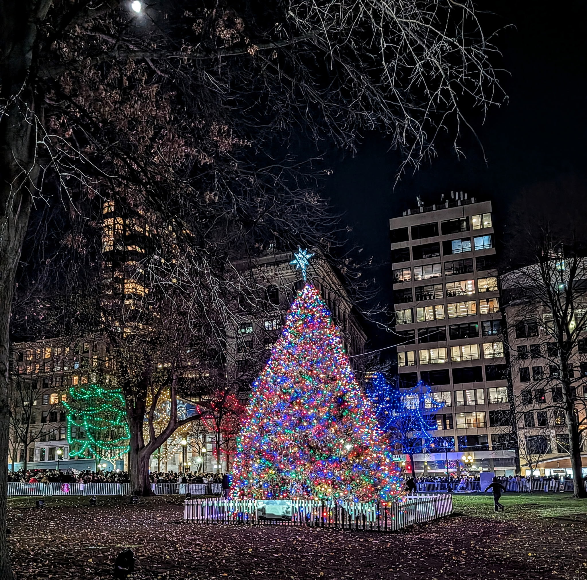Nova Scotia's Gift to Boston: A Christmas Tradition Rooted in Gratitude