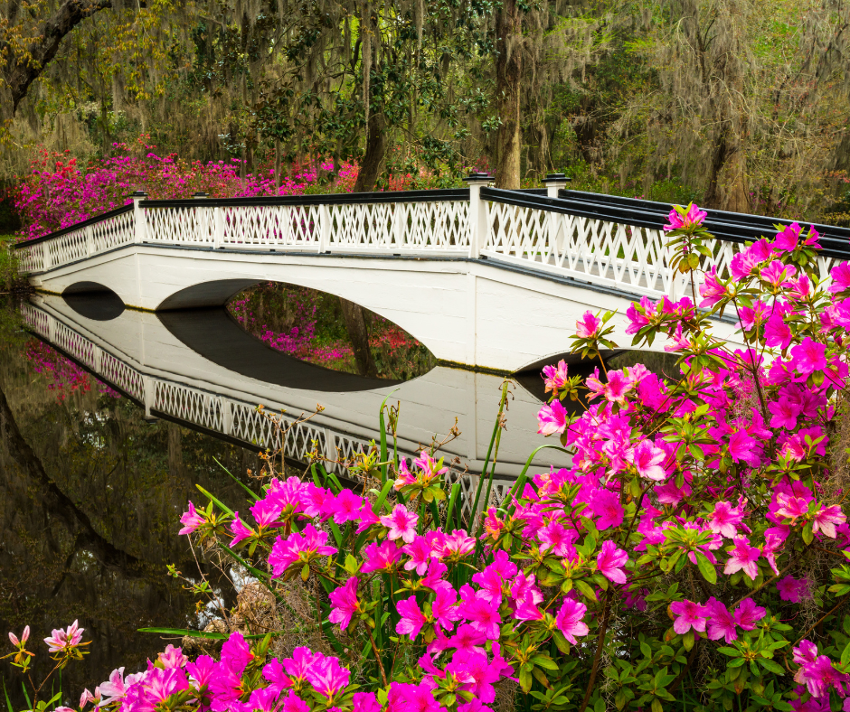 Best Places to See Spring Flowers in Charleston