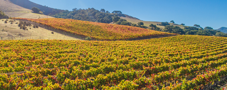 Top 8 Reasons to Live in Fountaingrove, Santa Rosa 2023