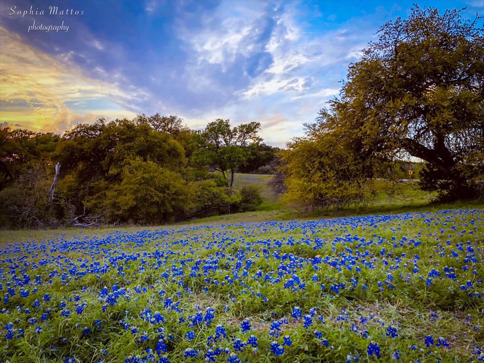 Central Texas Bluebonnets!