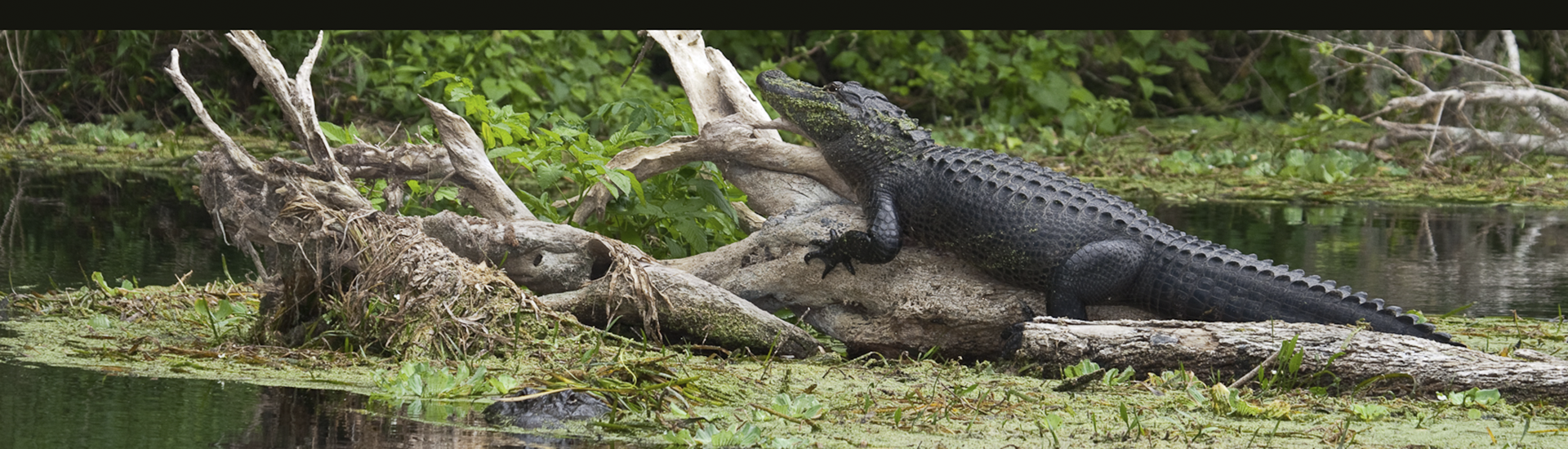 Silver Springs real estate