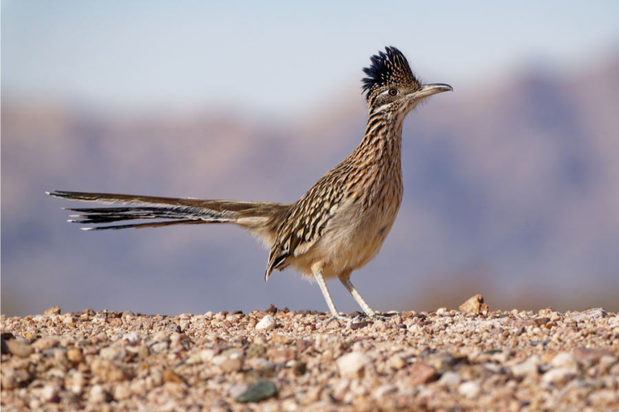 Coachella Valley Real Estate: Homes Near Hiking, Golf, Biking & Outdoor Adventures