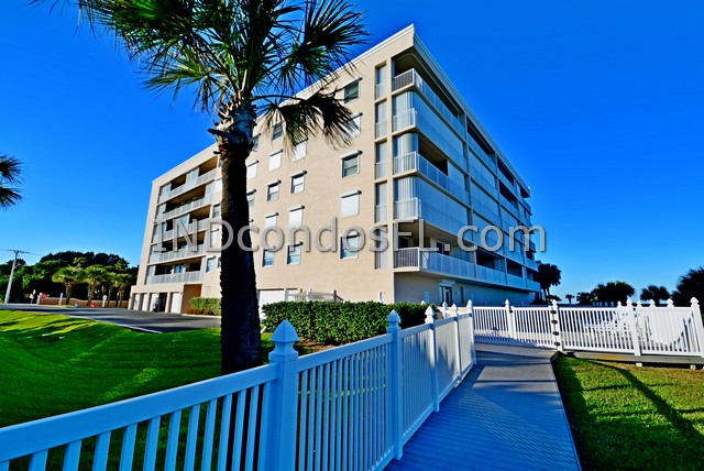 Silver Palm