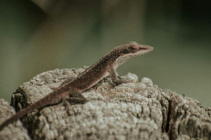 Florida House Lizards: Get Rid Of & Identify