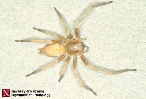 10 Common Florida House Spiders: Identification & Details