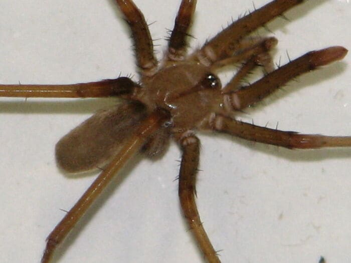 10 Common Florida House Spiders: Identification & Details