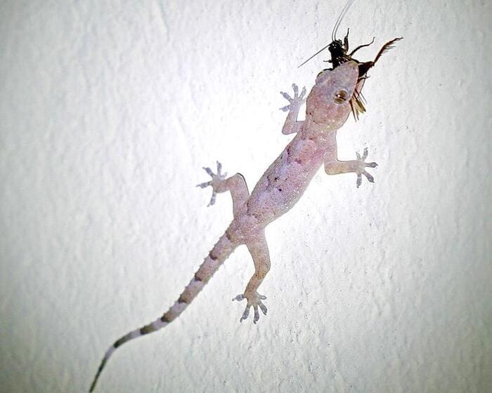 Florida House Lizards: Get Rid Of & Identify