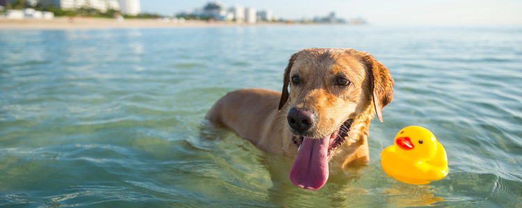 7 Dog-Friendly Beaches In Palm Beach County That Your Pup Will Love
