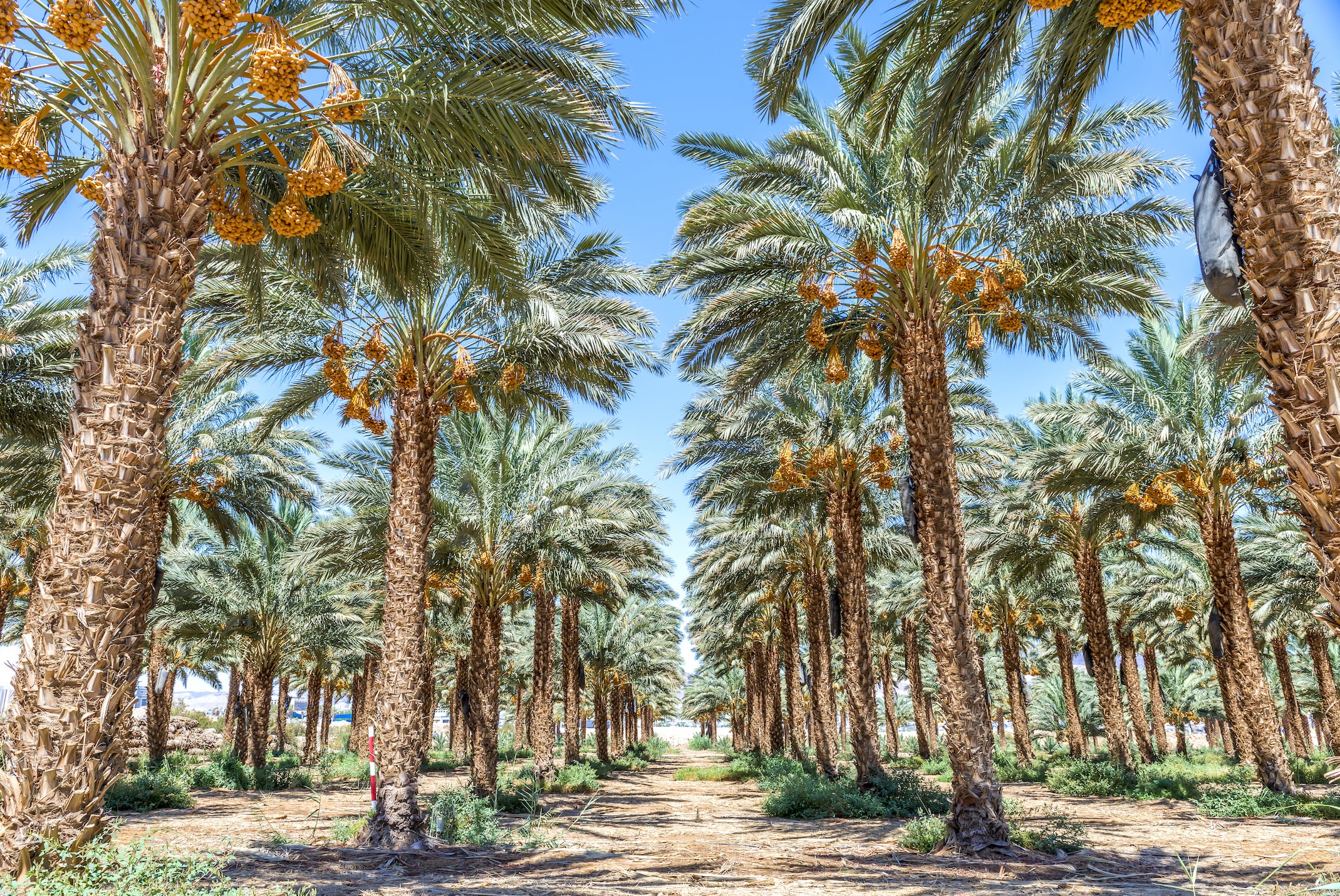 Coachella CA Real Estate, Homes, Condos for Sale - Patrick and Julie Essig