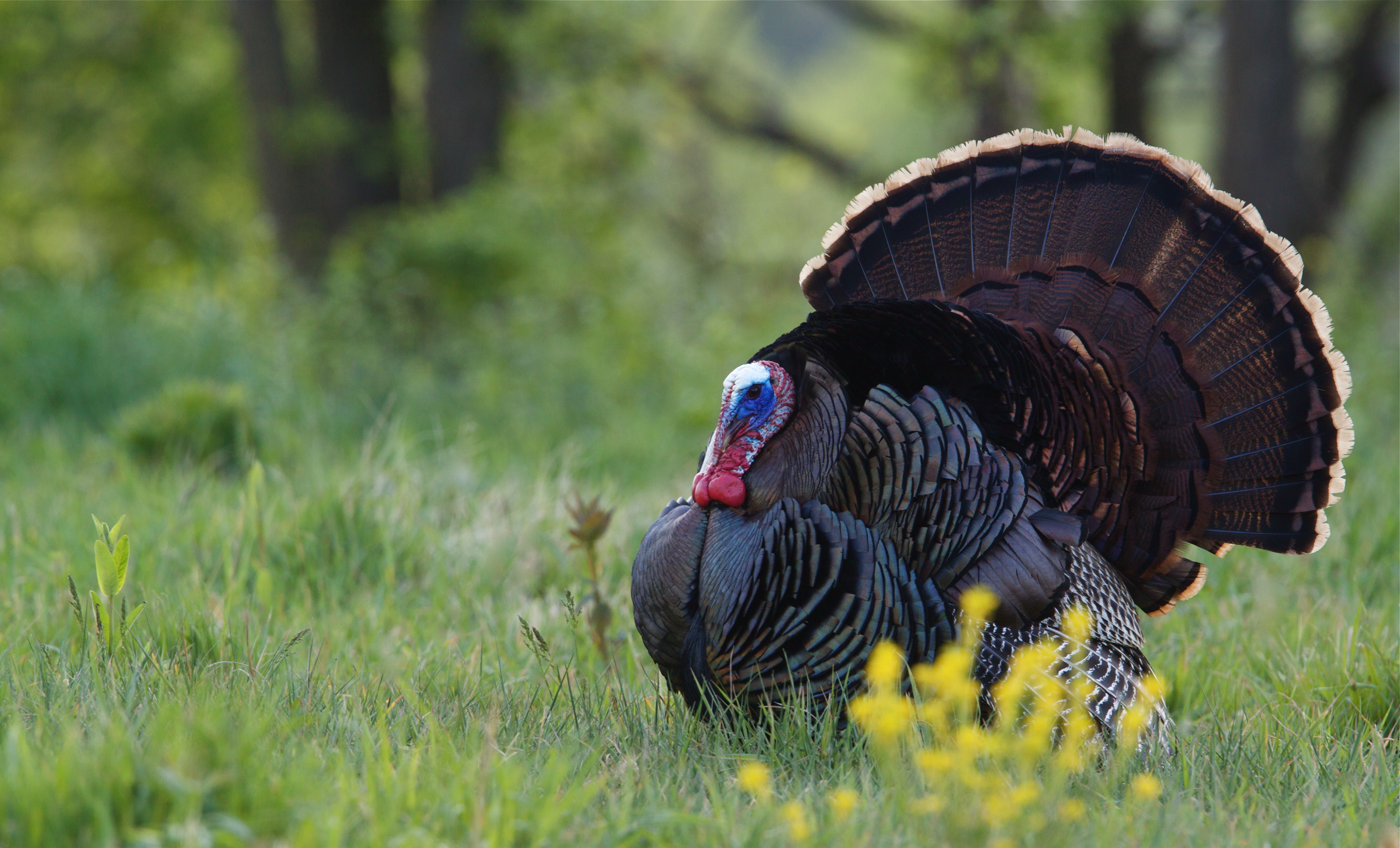 Turkey Hunting Land in Mississippi: Key Features to Look For
